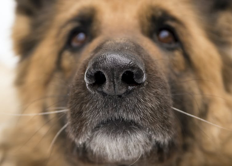 These Dogs Are Trained To Sniff Out The Coronavirus Most Have A 100 